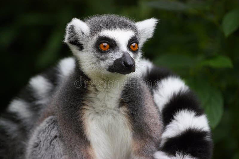 Ring tailed lemur stock image. Image of eyes, legs, alert - 10486735