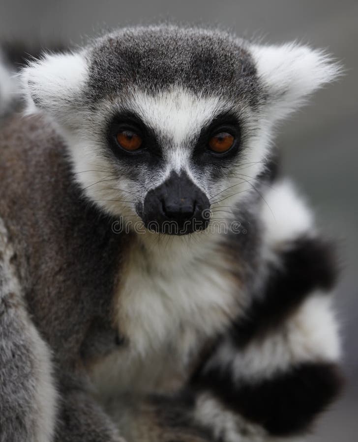 Ring Tailed Lemur profile stock photo. Image of primate - 17825898