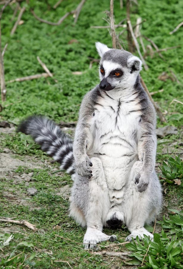 Monkey Ring-tailed Lemur stock photo. Image of catta, tailed - 1539680