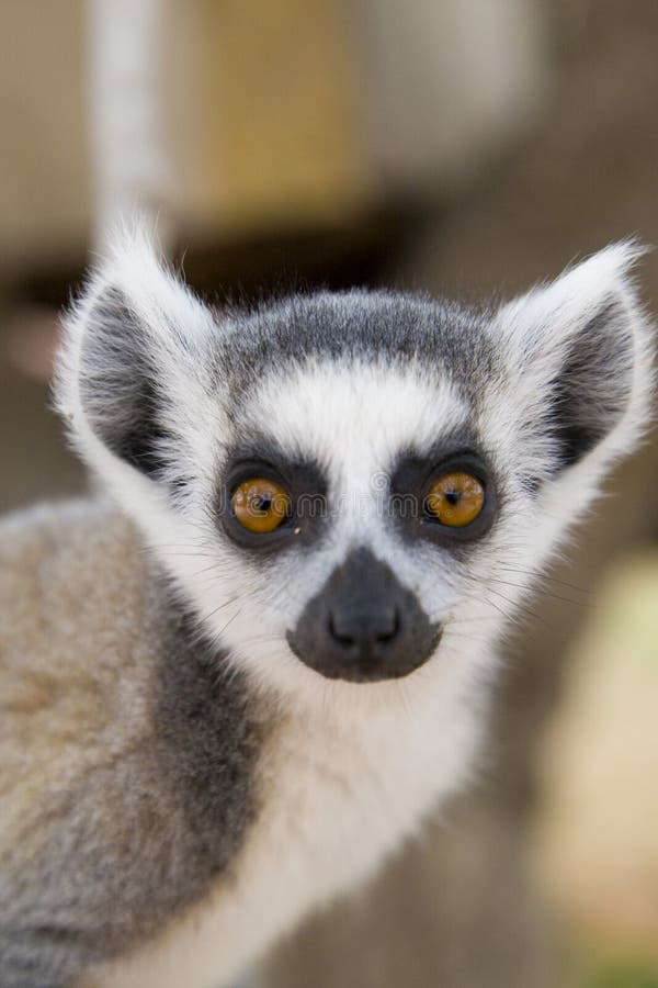 Fat-tailed Dwarf Lemur, Cheirogaleus Medius Stock Image - Image of ...