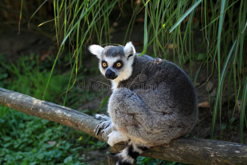 Fat-tailed Dwarf Lemur, Cheirogaleus Medius Stock Image - Image of ...