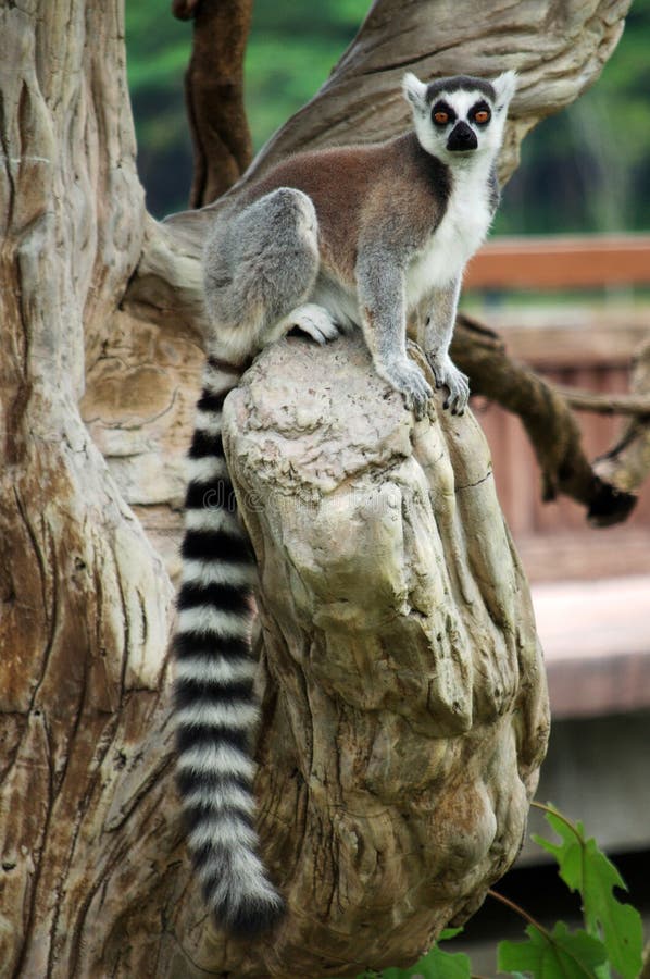 Ring-tailed Lemur, Lemur Catta, Anja Stock Image - Image of fauna ...