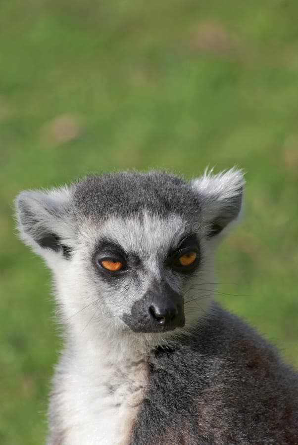 Melancholy Lemur Stock Photos - Free & Royalty-Free Stock Photos from ...
