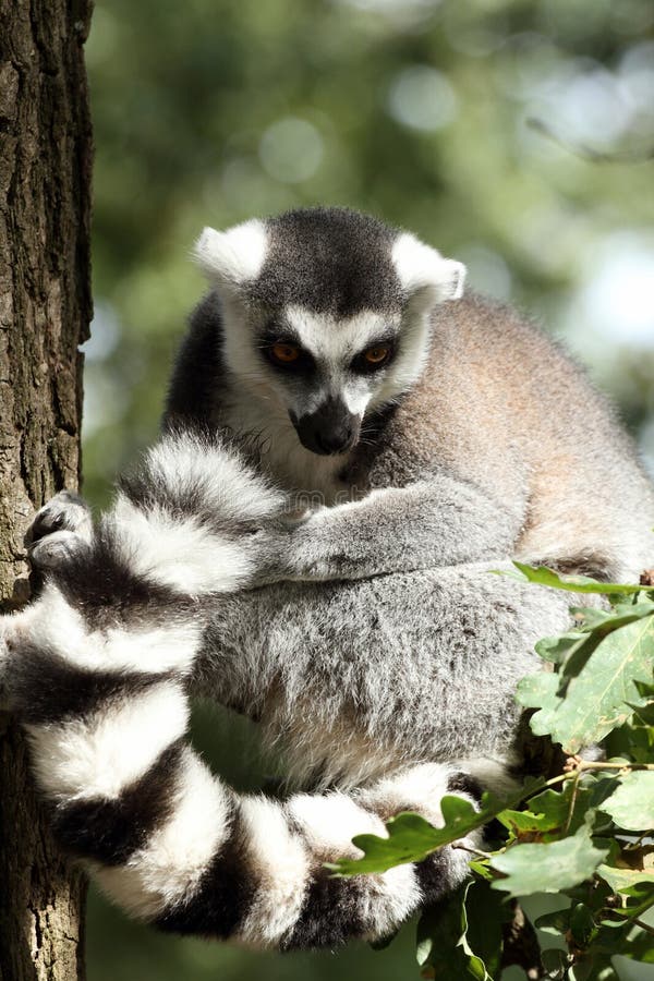 Ring-tailed lemur stock photo. Image of ring, outdoors - 21327532