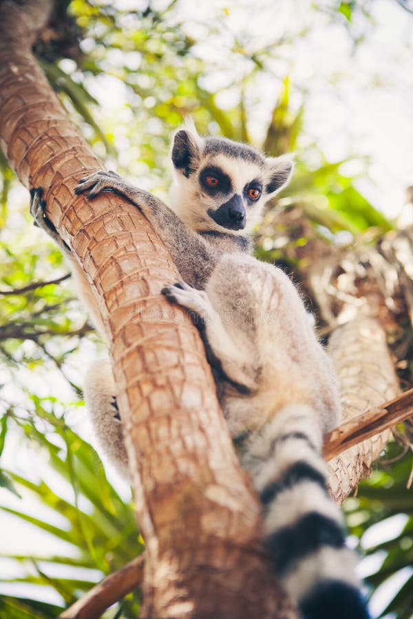 Close Up of a Ring-tailed Lemur Relaxing on a Log Stock Photo - Image ...