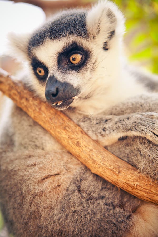 Ring-tailed lemur stock image. Image of face, nature - 24897485