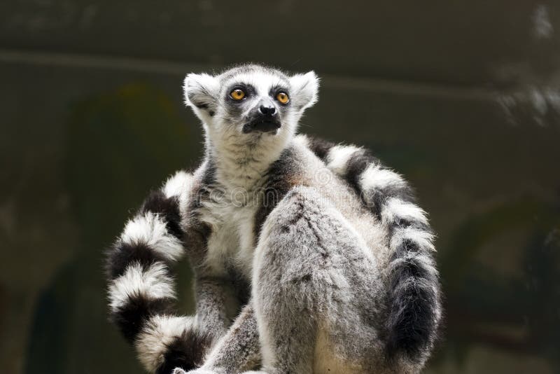 Ring taled lemur monkey stock photo. Image of tailed - 13866410