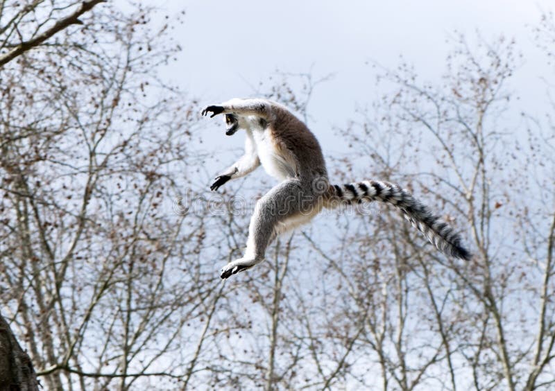 Jumping ring-tailed lemur stock image. Image of monkey - 32803739