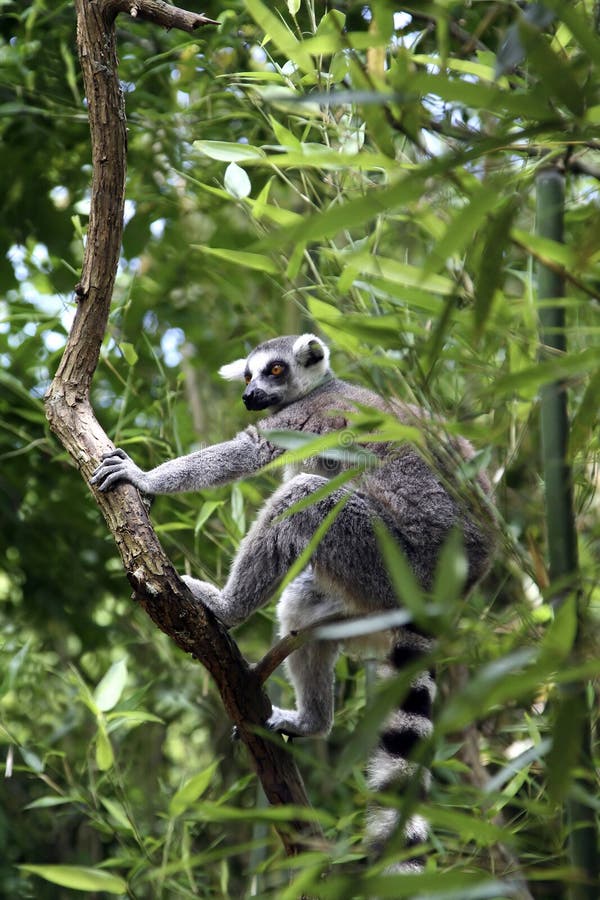 Ring-tailed Lemur, Lemur Catta, Anja Stock Image - Image of fauna ...