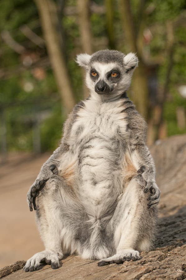 Ring taled lemur monkey stock photo. Image of tailed - 13866410