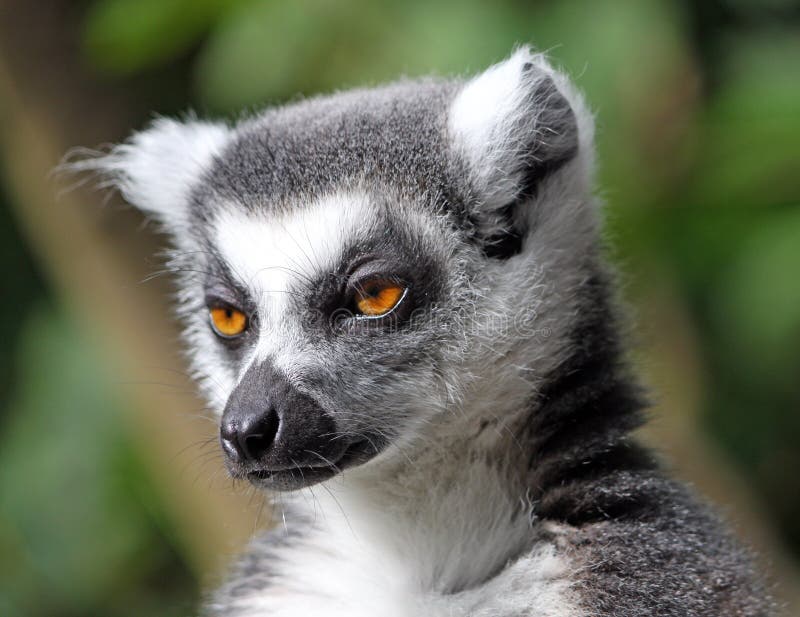 Ring-tailed Lemur stock image. Image of arboreal, animal - 8330023