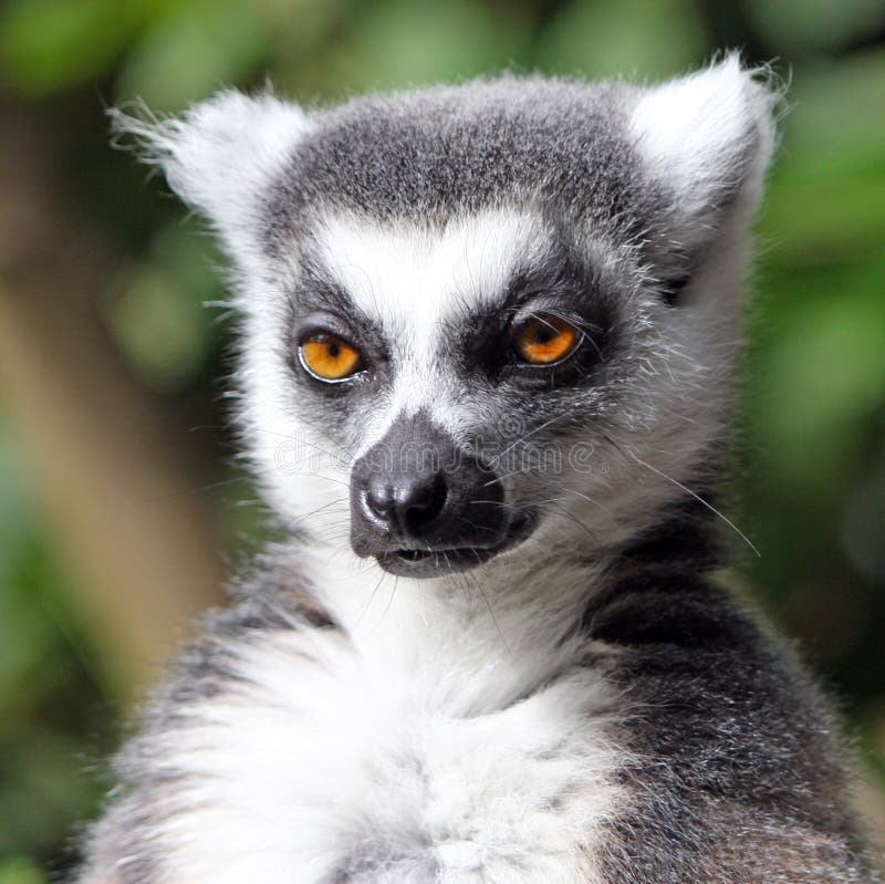 Ring-tailed Lemur stock image. Image of white, wildlife - 8428173