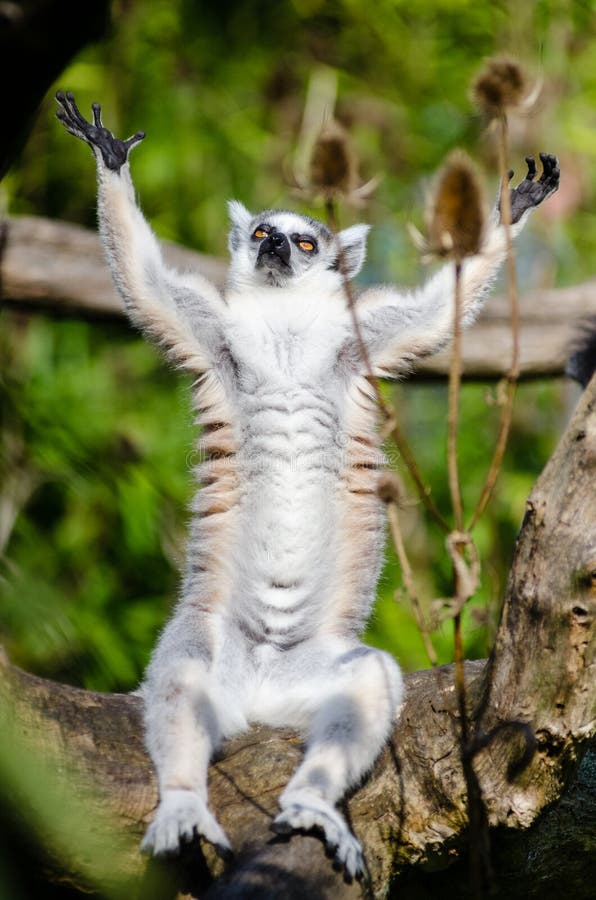 Ring-Tailed Lemur Picture. Image: 84922606