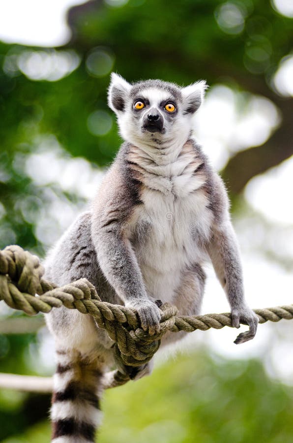 Ring-Tailed Lemur stock photo. Image of eyes, animal - 84926478