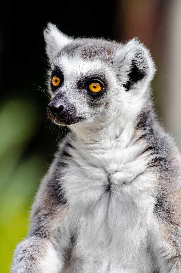 Ring-Tailed Lemur Picture. Image: 85178243