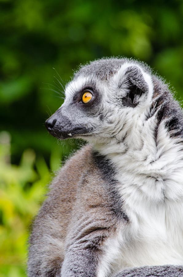 Ring-Tailed Lemur stock image. Image of animals, augen - 85178263