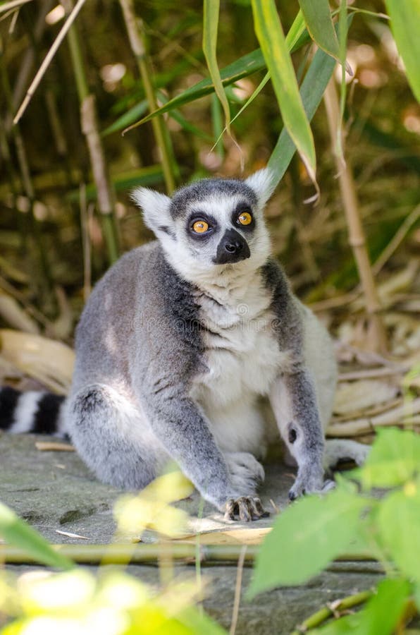 Ring-Tailed Lemur Picture. Image: 85200902