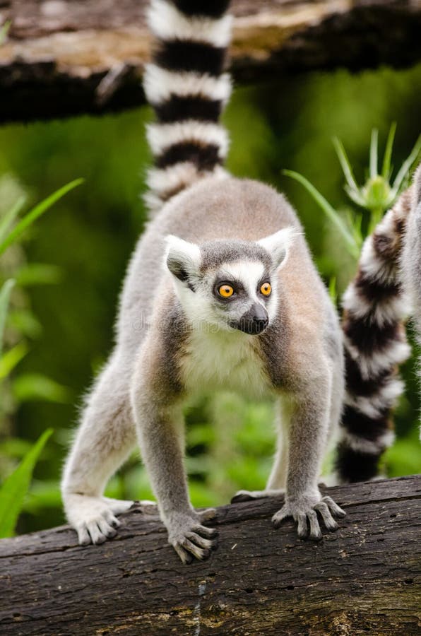 Ring-Tailed Lemur stock image. Image of ring, madagaskar - 85287255
