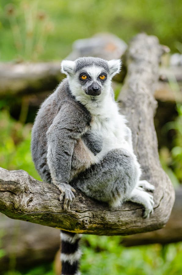Ring-Tailed Lemur stock photo. Image of baum, animal - 85404590