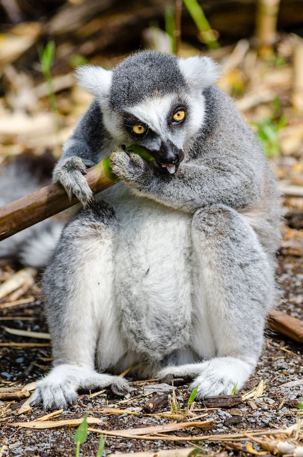 Ring-Tailed Lemur stock photo. Image of tierpart, tier - 85404648