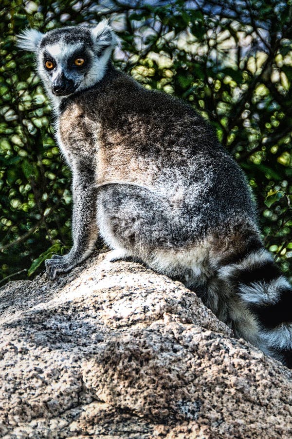 Ring-tailed Lemur at the Anja Reserve, Madagascar Stock Photo - Image ...