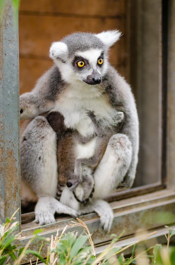 Ring-Tailed Lemur Babies Picture. Image: 84982578