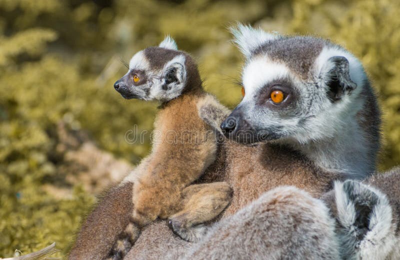 Ring-tailed Lemur Baby and Mother Stock Photo - Image of endangered ...