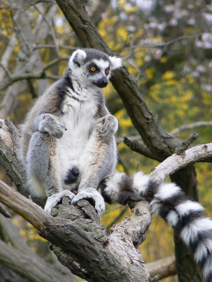 Ring Tailed Lemur on Branch of Tree Stock Photo - Image of wild, nature ...