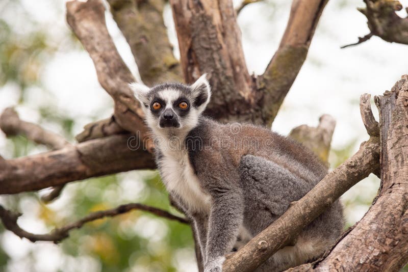 Ring Tailed Lemur among the Branches of a Tree in a Bio Park, while ...