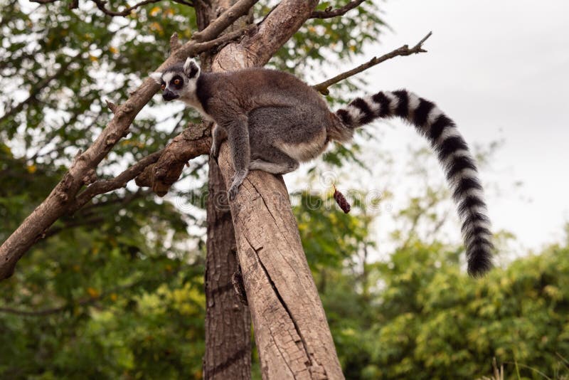 Ring Tailed Lemur among the Branches of a Tree in a Bio Park, while ...