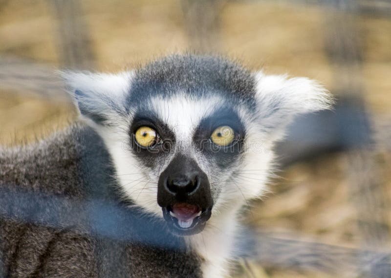 Ring-tailed Lemur in Cage at Zoo Stock Image - Image of background ...