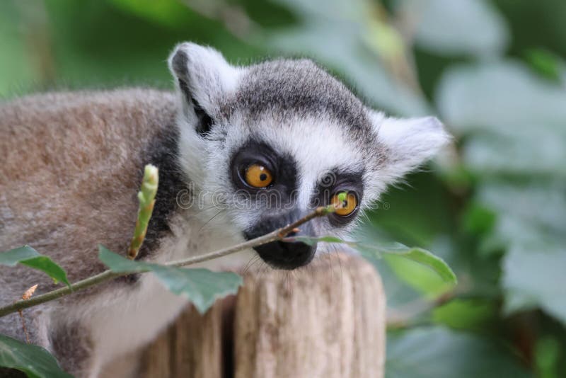 Ring-tailed lemur stock photo. Image of looking, beautiful - 338416380