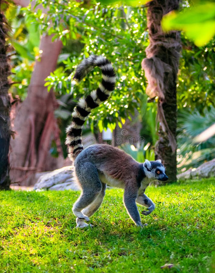 Ring-tailed Lemur stock image. Image of rainforest, tropic - 85281591