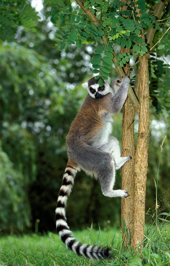 Ring Tailed Lemur, Lemur Catta, Adult Climbing Down Tree Stock Photo ...
