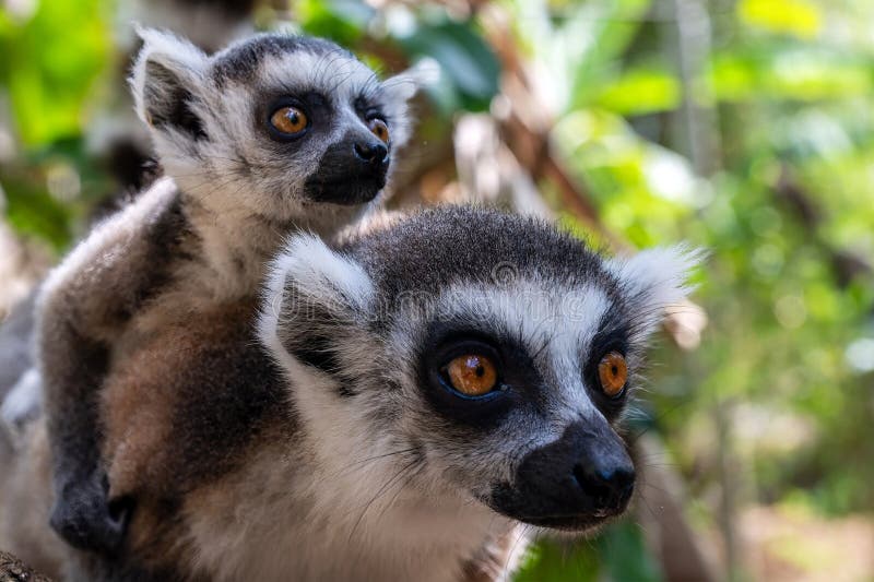 Ring-tailed Lemur (Lemur Catta), with Cub. Nature of Madagascar. Stock ...