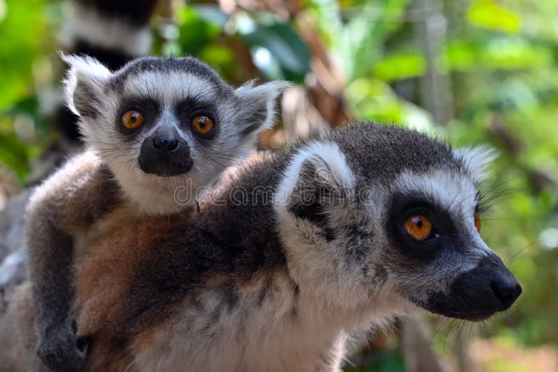Ring-tailed Lemur (Lemur Catta), with Cub. Nature of Madagascar. Stock ...