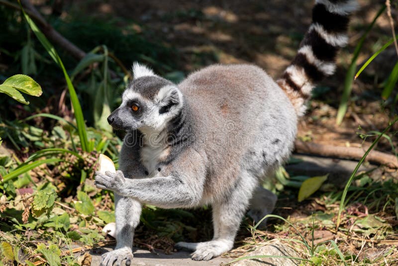 Ring Tailed Lemur (lemur Catta Stock Photo - Image of fauna, adorable ...