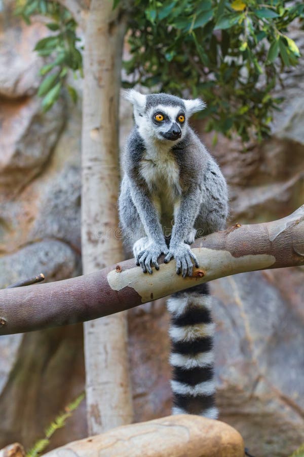 Ring Tailed Lemur (Lemur Catta) in a Zoo of Tenerife (Spain) Stock ...