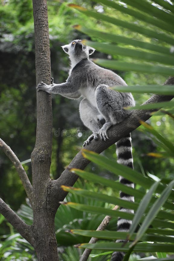 Ring Tailed Lemur Climbing in a Tree. Stock Photo - Image of garden ...