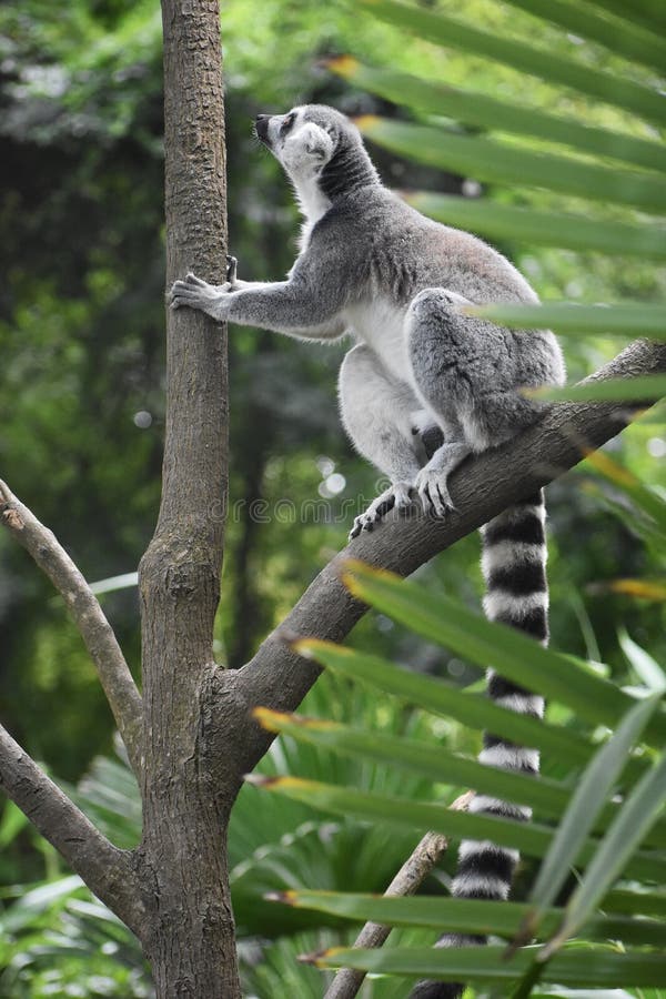 Lemur Climbing on Rope with Blue Sky Background Stock Image - Image of ...
