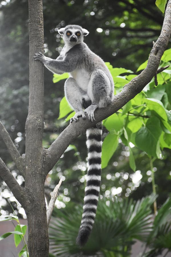 Ring Tailed Lemur Climbing in a Tree. Stock Photo - Image of forest ...