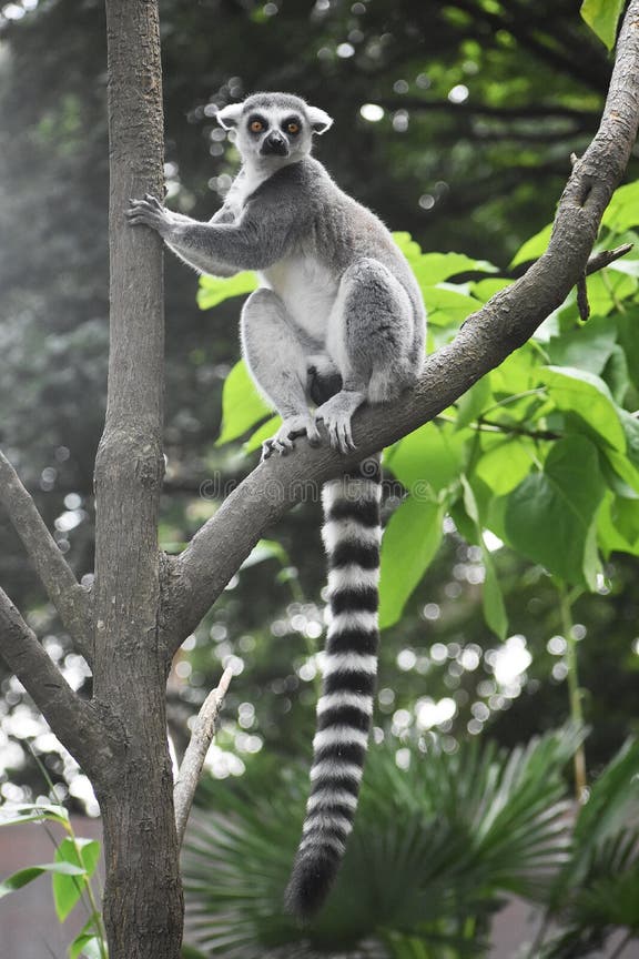 Ring Tailed Lemur Climbing in a Tree. Stock Photo - Image of forest ...