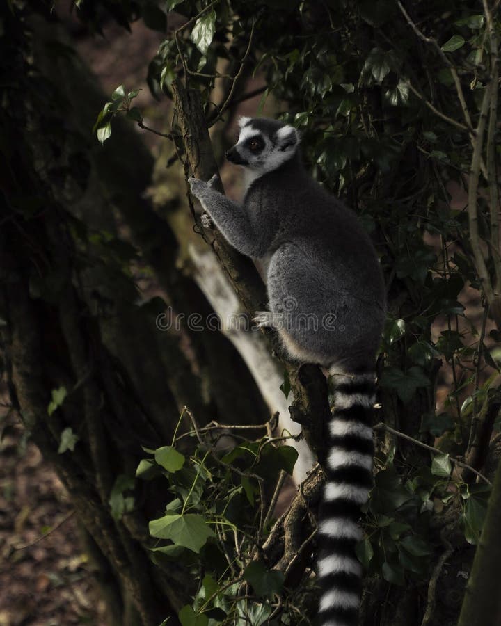 Ring-tailed Lemur Clinging Climbing the Tree Branch Stock Photo - Image ...