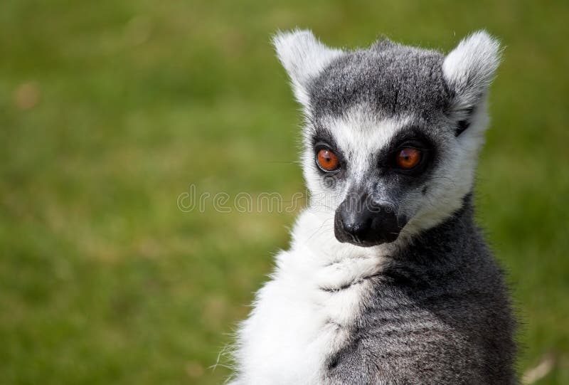 Fat-tailed Dwarf Lemur, Cheirogaleus Medius Stock Image - Image of ...