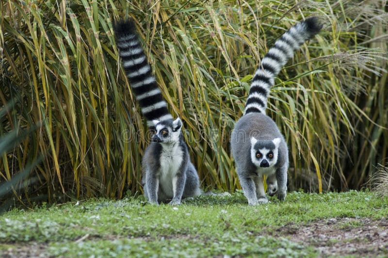 Two lemur running in grass stock image. Image of pattern - 28889825