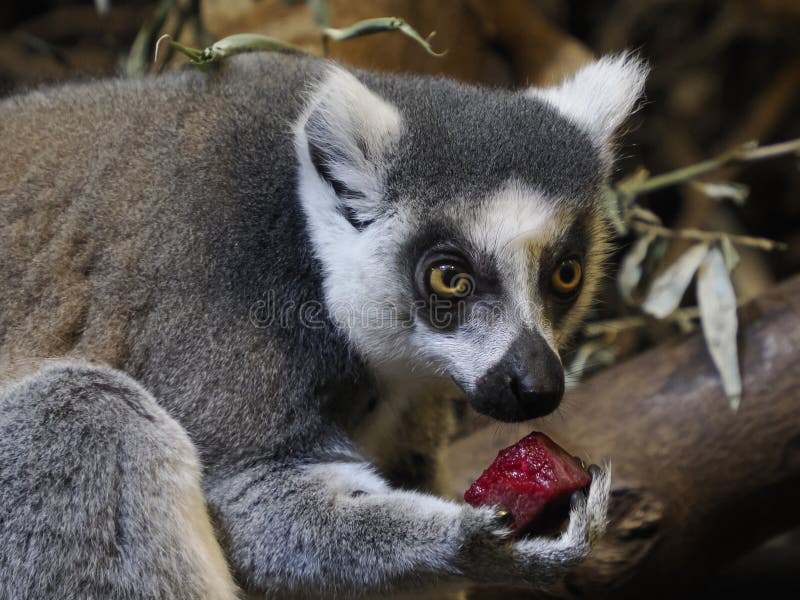 Ring Tailed Lemur Eating Fruit and Looking at You Close Up Portrait ...