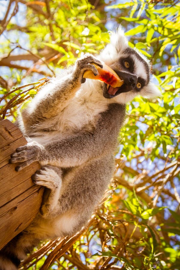 Ring Tailed Lemur Eating Fruit Stock Image - Image of eating, monkey ...