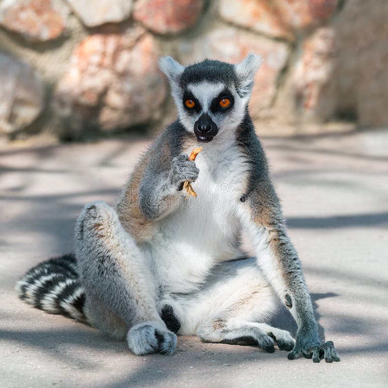 Ring-tailed Lemur Eating on the Ground Stock Photo - Image of primate ...