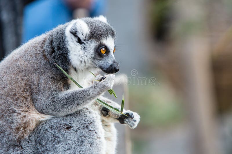 Ring-tailed Lemur Eating stock image. Image of face, outdoors - 43635025
