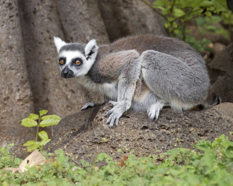 Ring-tailed Lemur sleeping stock image. Image of rodent - 115151891